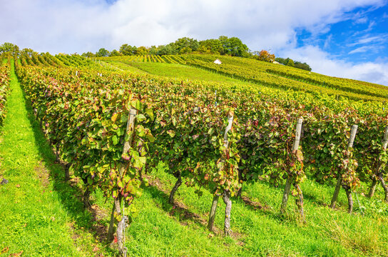 รูปภาพWinzerei – เลือกดูภาพถ่ายสต็อก เวกเตอร์ และวิดีโอ1,018 | Adobe Stock