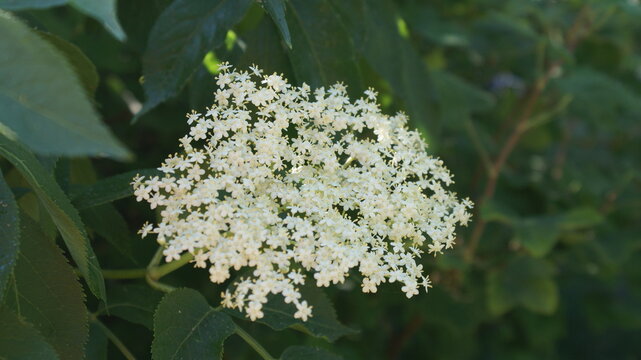 Baldach Images – Browse 24 Stock Photos, Vectors, and Video | Adobe Stock