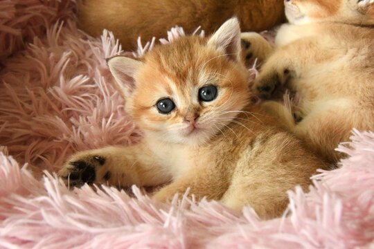 Schottische bilder – Bläddra bland 11,320 stockfoton, vektorer och ...