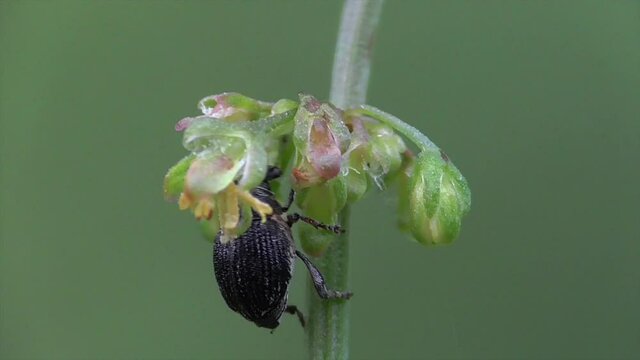 Ampfer Images – Browse 747 Stock Photos, Vectors, and Video | Adobe Stock