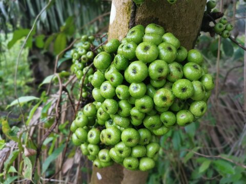 Ficeae Images – Browse 54 Stock Photos, Vectors, and Video | Adobe Stock