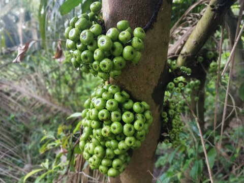 Ficeae Images – Browse 54 Stock Photos, Vectors, and Video | Adobe Stock