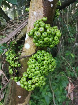 Ficeae Bilder – Durchsuchen 71 Archivfotos, Vektorgrafiken und Videos ...