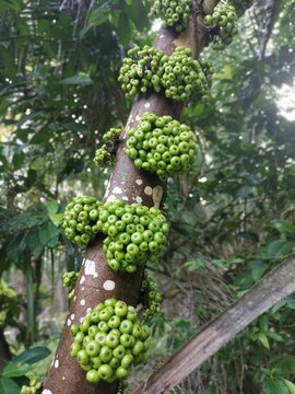 Ficeae Bilder – Durchsuchen 71 Archivfotos, Vektorgrafiken und Videos ...