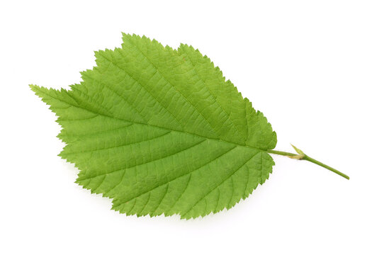 Haselnussblatt-Bilder: Stock-Fotos & -Videos. | Adobe Stock