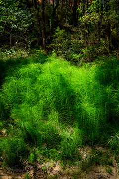 Arthrophyta Bilder – Durchsuchen 456 Archivfotos, Vektorgrafiken und ...