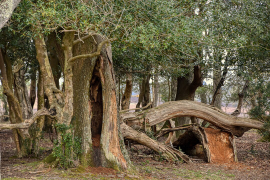 Funnily Images – Browse 2,899 Stock Photos, Vectors, and Video | Adobe ...