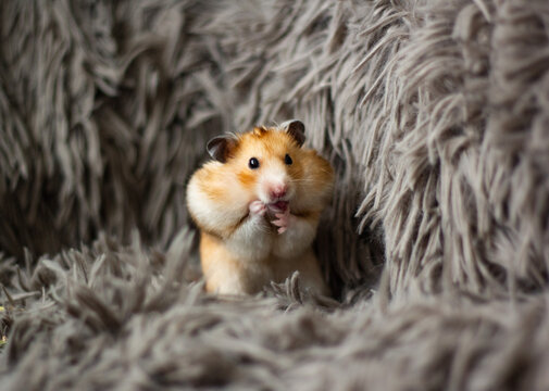 「Chomik」の写真素材 | 427件の無料イラスト画像 | Adobe Stock