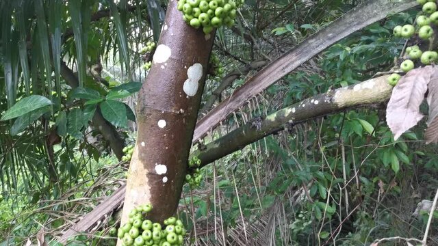 Ficeae Bilder – Durchsuchen 71 Archivfotos, Vektorgrafiken und Videos ...