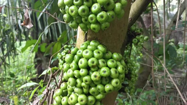 Ficeae Bilder – Durchsuchen 71 Archivfotos, Vektorgrafiken und Videos ...