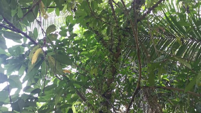 Ficeae Bilder – Durchsuchen 71 Archivfotos, Vektorgrafiken und Videos ...