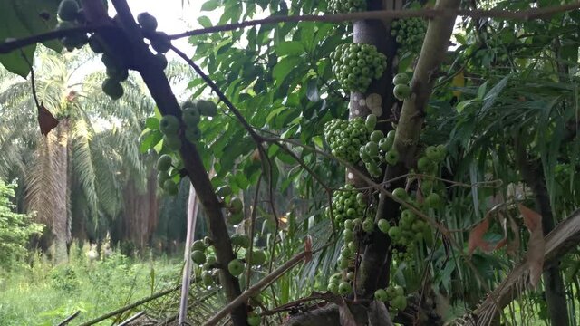 Ficeae Bilder – Durchsuchen 71 Archivfotos, Vektorgrafiken und Videos ...