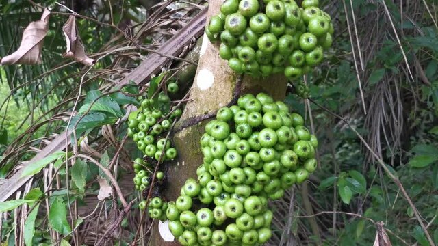 Ficeae Bilder – Durchsuchen 71 Archivfotos, Vektorgrafiken und Videos ...