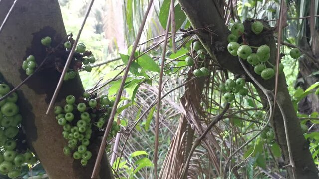 Ficeae Bilder – Durchsuchen 71 Archivfotos, Vektorgrafiken und Videos ...