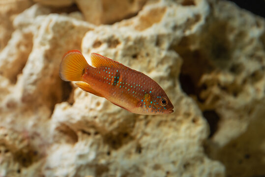 รูปภาพBimaculatus – เลือกดูภาพถ่ายสต็อก เวกเตอร์ และวิดีโอ292 | Adobe Stock