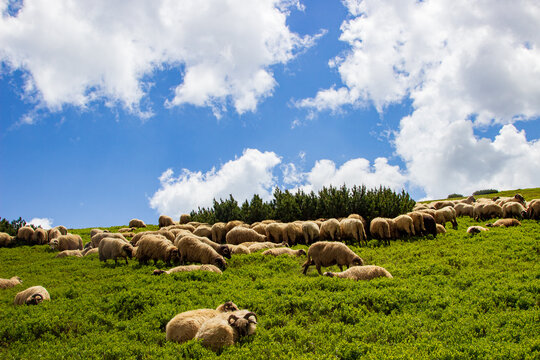 รูปภาพTransal – เลือกดูภาพถ่ายสต็อก เวกเตอร์ และวิดีโอ322 | Adobe Stock