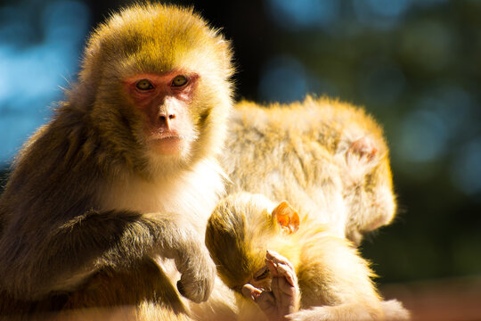 รูปภาพSimian – เลือกดูภาพถ่ายสต็อก เวกเตอร์ และวิดีโอ43,357 | Adobe Stock