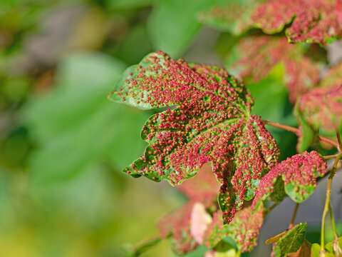 Milben bilder – Bläddra bland 998 stockfoton, vektorer och videor ...