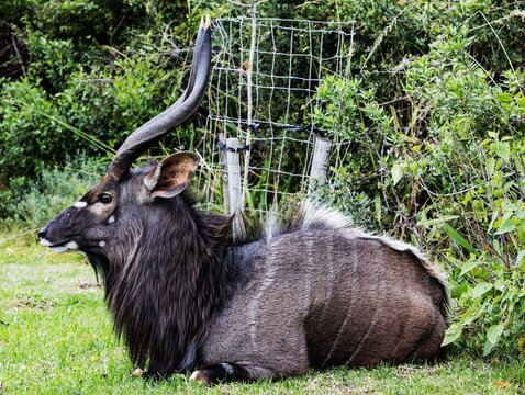 รูปภาพBushbuck – เลือกดูภาพถ่ายสต็อก เวกเตอร์ และวิดีโอ1,427 | Adobe Stock