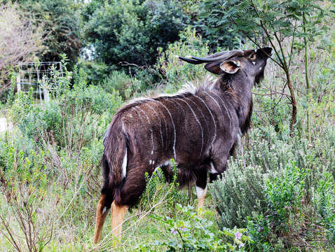 Afbeeldingen over "Bush Buck" – Blader in stockfoto's, vectoren en ...
