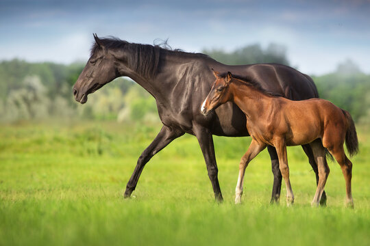 Mare Images – Browse 714,891 Stock Photos, Vectors, and Video | Adobe Stock