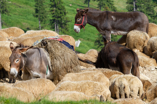 Transal Bilder – Durchsuchen 333 Archivfotos, Vektorgrafiken und Videos ...