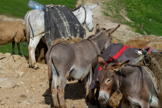 Transal-Bilder: Stock-Fotos & -Videos. | Adobe Stock