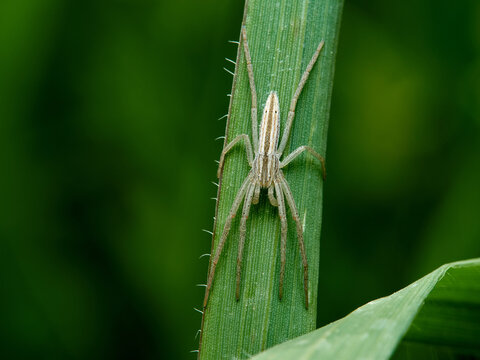 "Grass Spider" Images – Browse 396 Stock Photos, Vectors, and Video ...