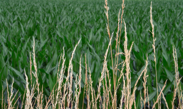 Weizenpflanze Images – Browse 24 Stock Photos, Vectors, and Video ...