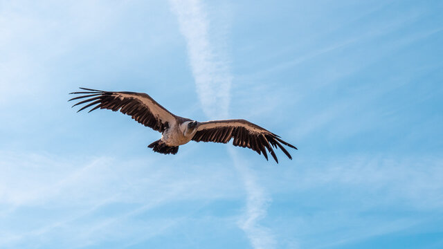 Oiseux Images – Browse 67 Stock Photos, Vectors, and Video | Adobe Stock