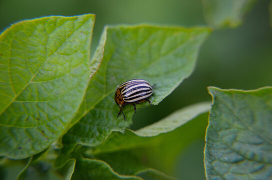 Stonka Images – Browse 78 Stock Photos, Vectors, and Video | Adobe Stock