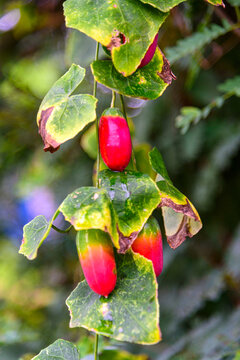 รูปภาพTindla – เลือกดูภาพถ่ายสต็อก เวกเตอร์ และวิดีโอ2,110 | Adobe Stock