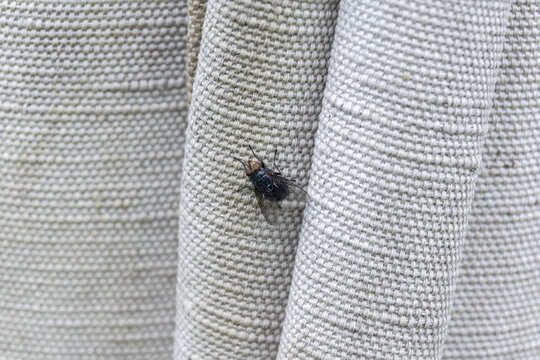 House-Fly Billeder – Gennemse 22,052 stockfotos, vektorer og videoer ...