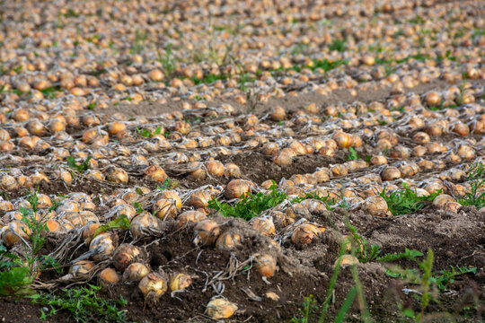 Disinter Bilder – Durchsuchen 2,320 Archivfotos, Vektorgrafiken und ...