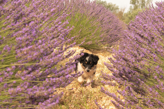 「Mini-Colley」の写真素材 | 26件の無料イラスト画像 | Adobe Stock