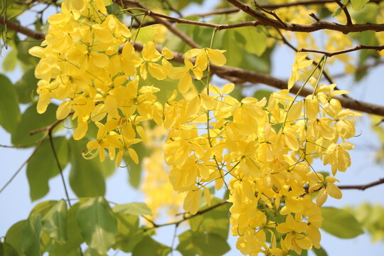 「Khoon」の画像 - 46 件の Stock 写真、ベクターおよびビデオ | Adobe Stock