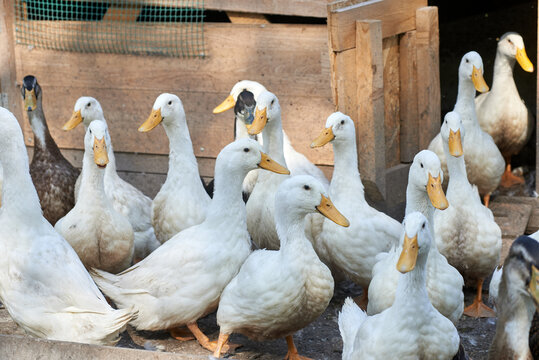 "Domestic Ducks" Images – Browse 1,161 Stock Photos, Vectors, and Video ...