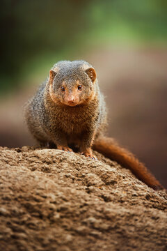 Mangoose Images – Browse 357 Stock Photos, Vectors, and Video | Adobe Stock