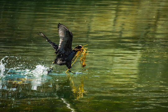 Ronchonner Images – Parcourir 1,497 le catalogue de photos, vecteurs et ...