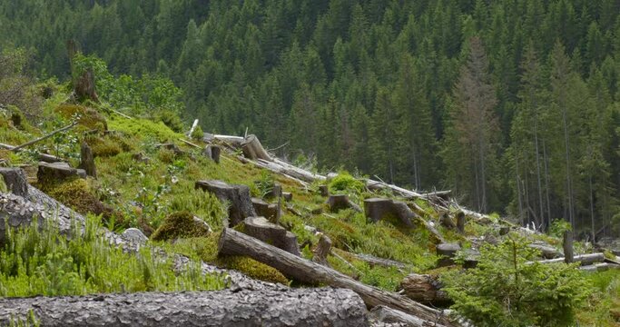 "Destroyed Forest" Bilder – Durchsuchen 643 Archivfotos, Vektorgrafiken ...