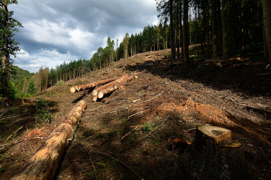 Clearfelling Bilder – Durchsuchen 5,569 Archivfotos, Vektorgrafiken und ...