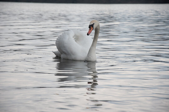 Labud Bilder – Durchsuchen 60 Archivfotos, Vektorgrafiken und Videos ...