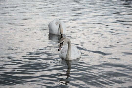 Labud Bilder – Durchsuchen 60 Archivfotos, Vektorgrafiken und Videos ...