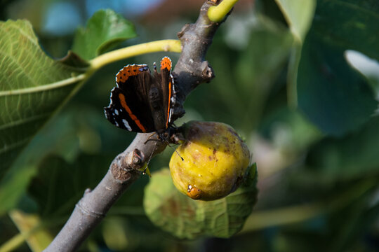 Bubamara Images – Browse 12 Stock Photos, Vectors, and Video | Adobe Stock