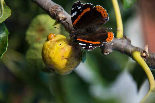 Bubamara Images – Browse 12 Stock Photos, Vectors, and Video | Adobe Stock