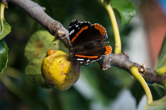 Bubamara Images – Browse 12 Stock Photos, Vectors, and Video | Adobe Stock