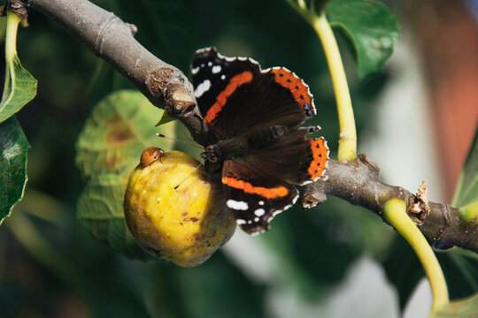 Bubamara Images – Browse 12 Stock Photos, Vectors, and Video | Adobe Stock