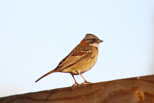 Chincol Images – Browse 41 Stock Photos, Vectors, and Video | Adobe Stock