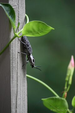 รูปภาพElater – เลือกดูภาพถ่ายสต็อก เวกเตอร์ และวิดีโอ230 | Adobe Stock