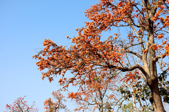 รูปภาพPalash – เลือกดูภาพถ่ายสต็อก เวกเตอร์ และวิดีโอ10,368 | Adobe Stock